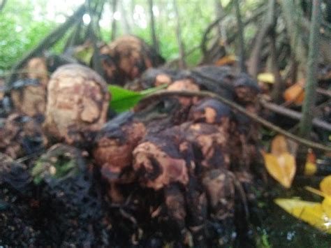 කඩොලාන ශාක