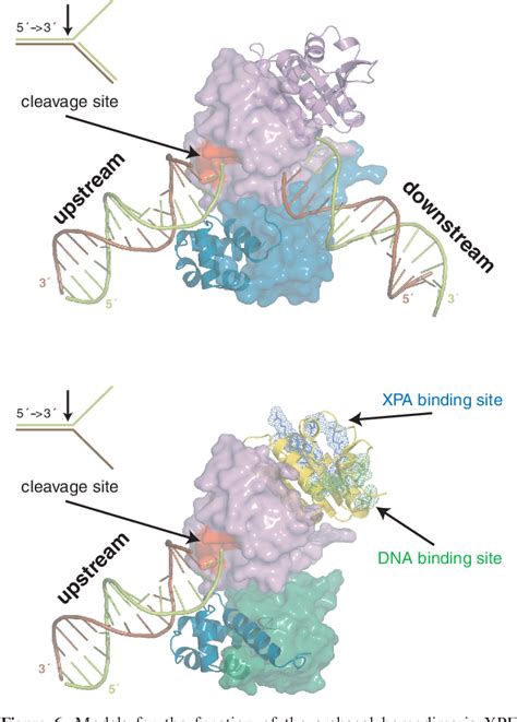 Figure 1 From Analysis Of The Xpa And Ssdna Binding Surfaces On The