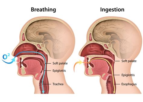 Why Do I Get Nasal Congestion After Eating Bkyjl