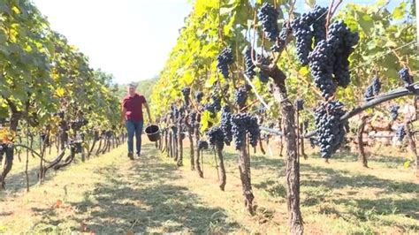 Во тек е јавниот повик за поддршка на мали производители на вино жестоки пијалоци и дестилерии