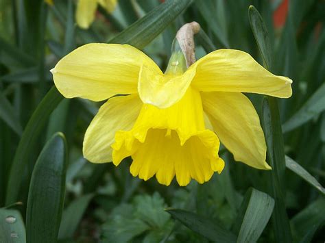 What Is The Scientific Name For Daffodil At Margaret Steen Blog