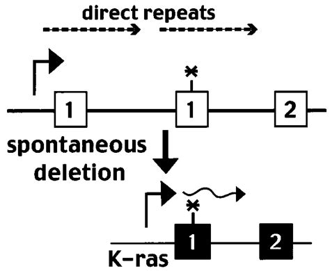 Activation Of A K Ras Mutation By Intra Chromosomal Recombination A