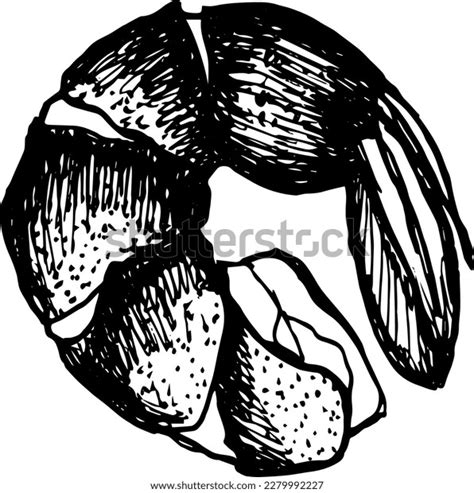 Headless Shrimp Engraving Vector Illustration Black Stock Vector