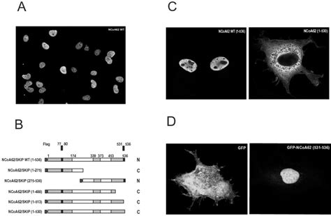 Identification Of A Nuclear Localization Sequence In Ncoa62 Skip A Download Scientific