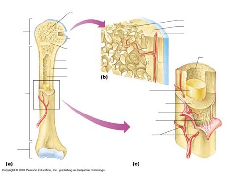 Bone Anatomy Labeling Exercise Quiz