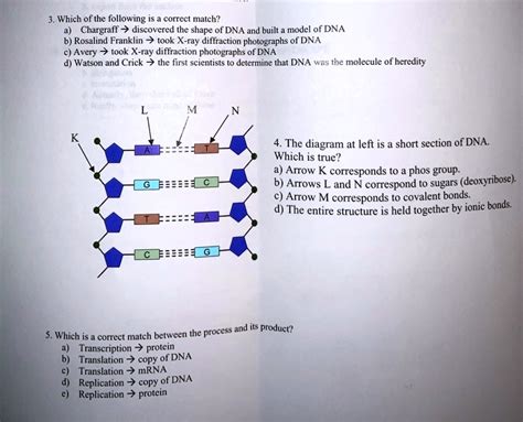 Solved Which Of The Following Correct Match Chargraft Discovered The Shap Of Dna And Built