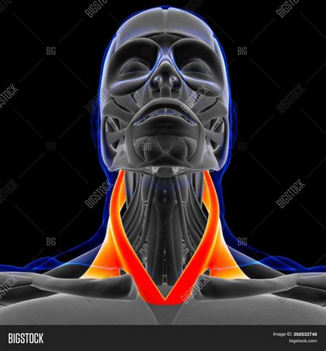 Sternocleidomastoid Image Photo Free Trial Bigstock