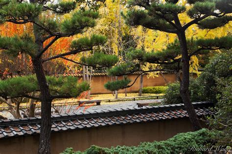 Ginkgo Biloba Dream The Huntington Botanical Gardens Richard Wong