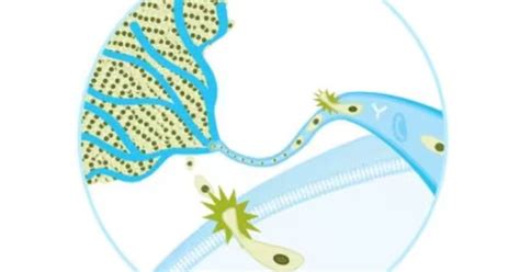 Cell Migration And Invasion Assay Kits