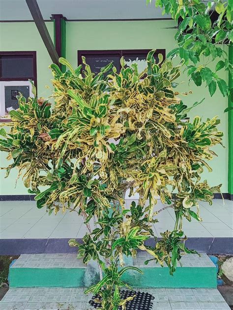 Bunga Puring Green School