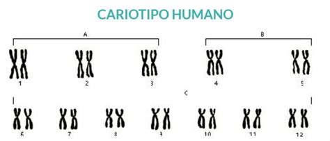 Cariotipo Humano Definición Tipos Organización Y Anormalidades