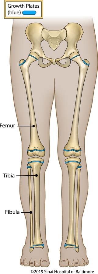 Neck Femur Growth Plate