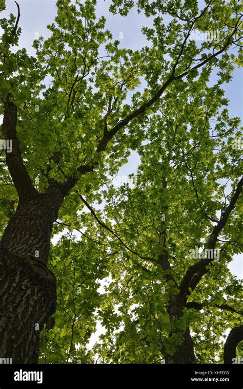 Background From The Oak Trees Stock Photo Alamy