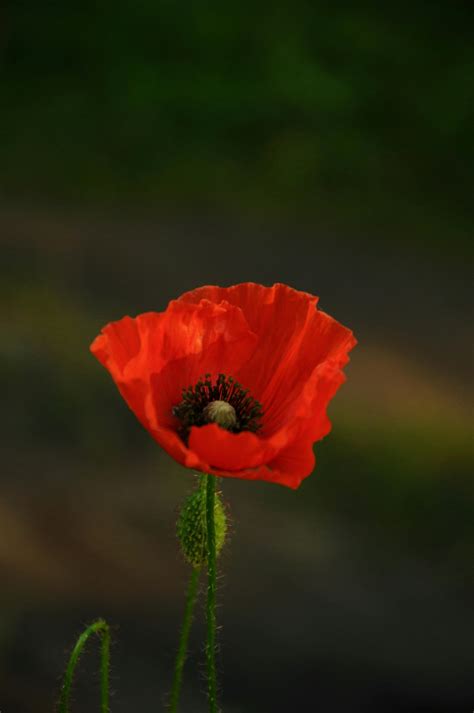 Dora Background Photos Download The Best Free Dora Background Stock