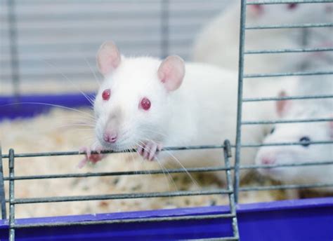 The Rat Park Experiment Experiments Exploring Your Mind