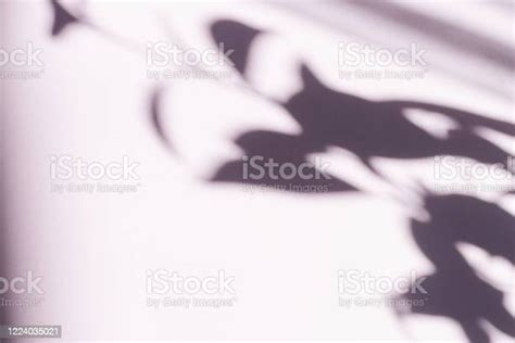 나무는 벽 배경에 그림자를 남깁니다 추상 배경 시멘트 벽 그림자 빛 개념 그림자 효과 0명에 대한 스톡 사진 및 기타 이미지 0명 검은색 겉창 Istock