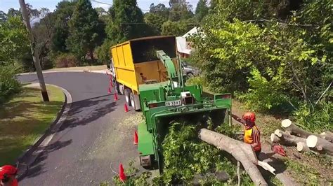 Tree Removal On The Central Coast Protecting Coastal Beauty