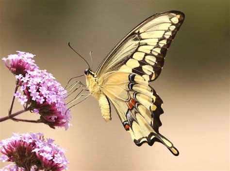 Butterflies Flickr