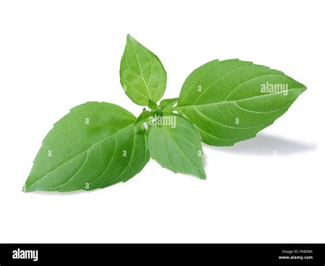 Small Basil Leaves At Zac Ayers Blog