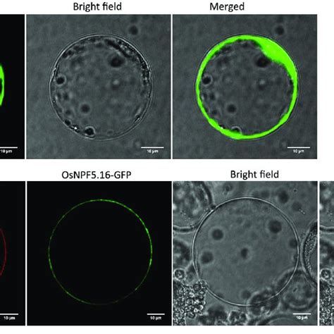 Subcellular Localization Of Osnpf516 A Free Gfp Expression In Rice