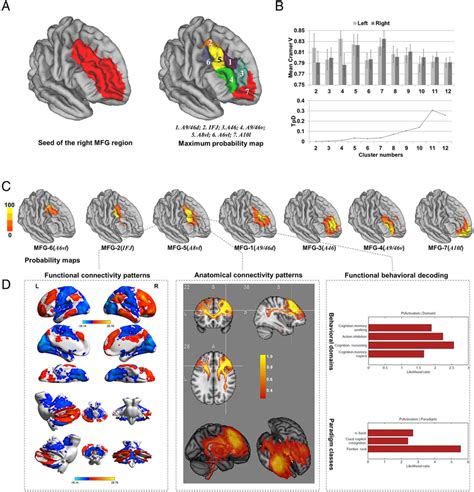 The Human Brainnetome Atlas A New Brain Atlas Based On Connectional