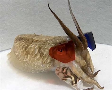 Cuttlefish Catching Prey