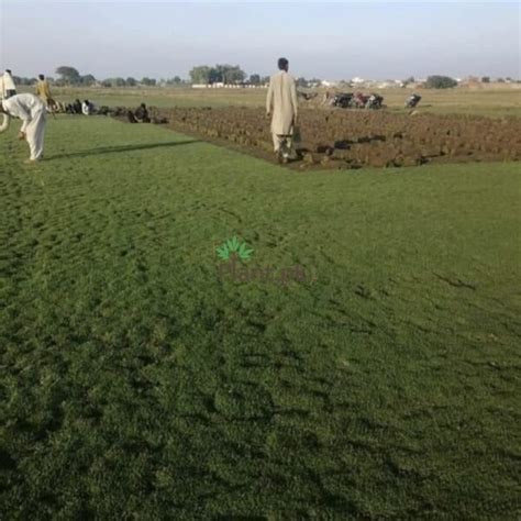 Fine Dhaka Grass Buy Fine Dhaka Grass Online Plantpk