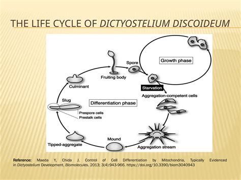 Cell Aggregation And Differentiation In Dictyostelium Pptx