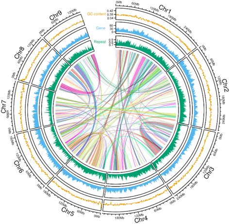 Circos Plot Showing The Genomic Distribution Of Genes And Tes The Y
