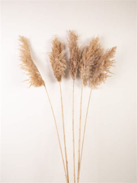 Пампасна трава Fluffy рожева купити в Україні за низькою ціною • Dfb Elements