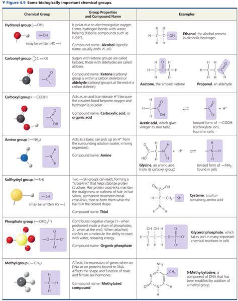 Chapter 4 Carbon And The Molecular Diversity Of Life Campbell Biology