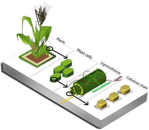 Microstructure Of A Typical Plant Cell Wall Indicating The