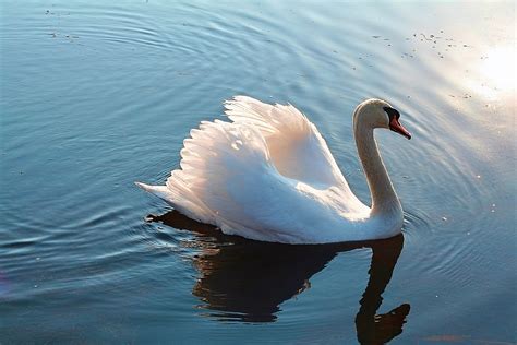 Swan Lake Swans Free Photo On Pixabay Pixabay