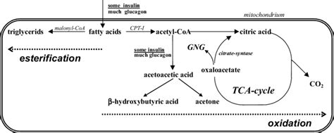 Schematic Connection Formation And Transformation Of Ketone Bodies