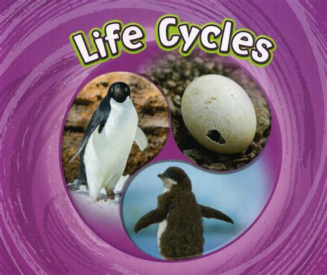 Life Cycles Laburnum House Educational