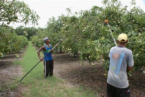 Манго индийское – дерево, древесина и фрукт – Mangifera indica