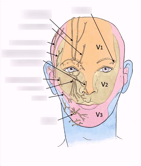 Trigeminal Nerve Distribution Diagram Quizlet