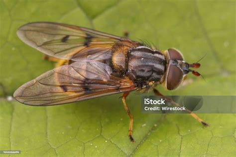 Closeup On A Common Copperback Hoverfly Ferdinandea Cuprea Sitting On A