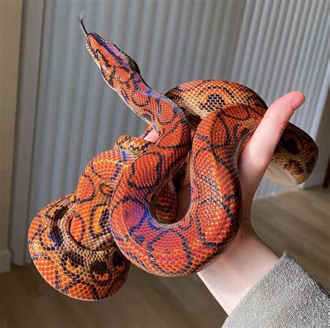 13 Reptiles With Extraordinary Color Patterns That Prove Natures Genius