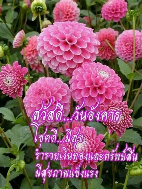 ปักพินโดย Nonmai Ka Baimon ใน Hello O ทักทายสวัสดี สวัสดีตอนเช้า