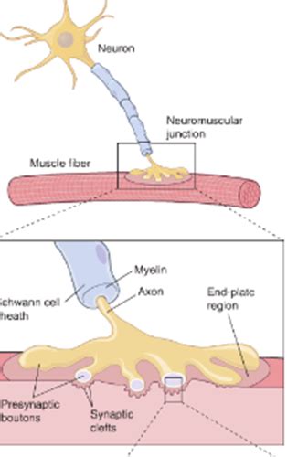 Nmj Blockers Flashcards Quizlet