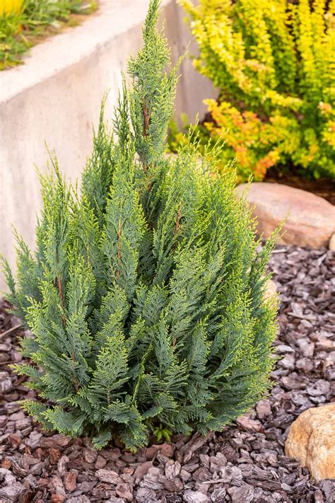 9 Narrow Evergreen Shrubs With Pictures Artofit
