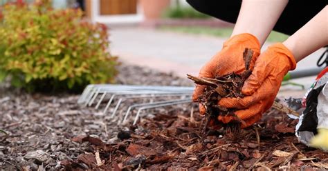 Що треба встигнути зробити з деревами в саду в листопаді Читайте на Ukr Net