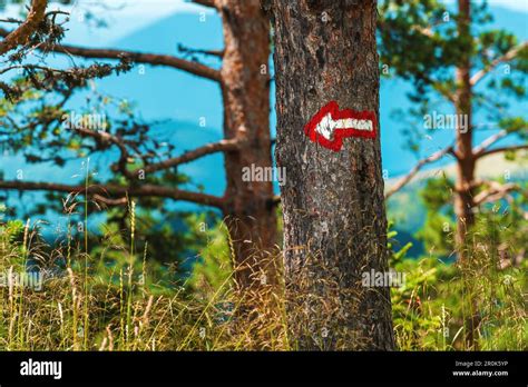 Direction Arrow For Guiding And Navigation Through The Forest On Pine
