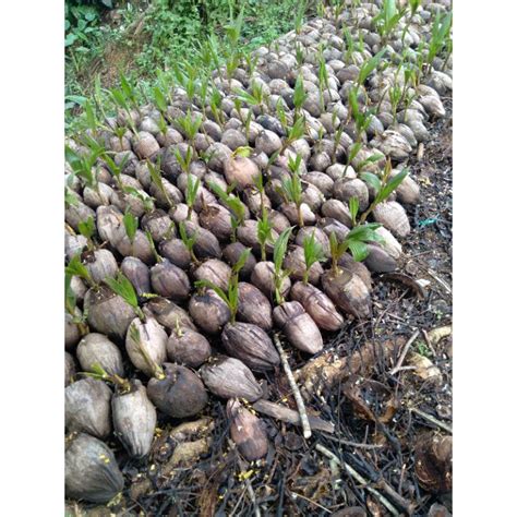 Jual Bahan Bonkla Minion Original Shopee Indonesia