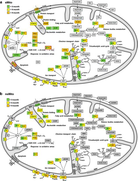 Mitochondrial Localization Of Altered Synaptic A And Non Synaptic B