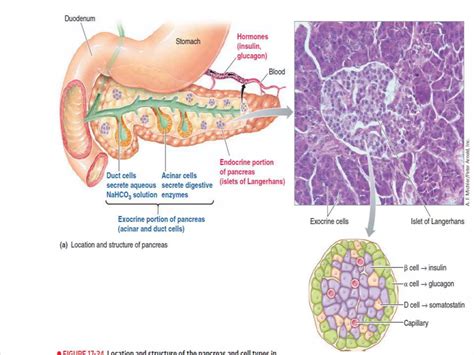 Pancreatic Hormones Insulin And Glucagon Pptx