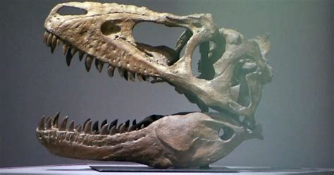 Rex Would Have Had Lips Toronto Paleontologist Says In New Research