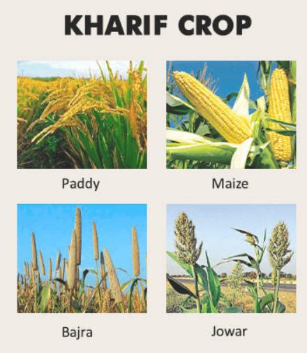 Rabi Crops And Kharif Crops