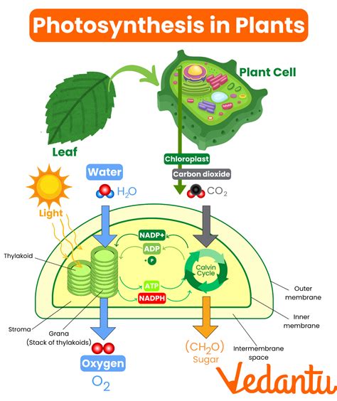 Detailed Photosynthesis Process Biology Photosynthesis Light And Dark